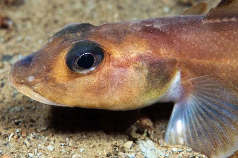 Eel Pout stock image. Image of underwater, bottom, marine - 27480673
