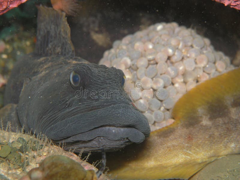 Eel Pout stock image. Image of underwater, bottom, marine - 27480673
