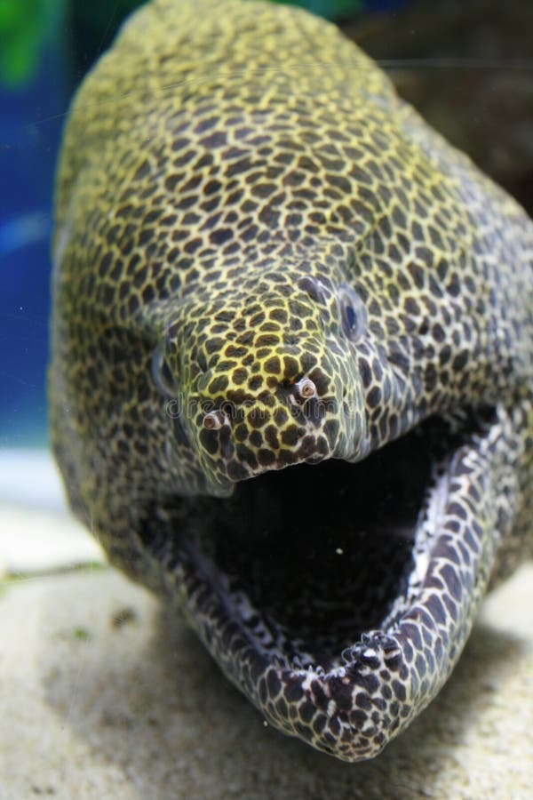 Eel underwater stock image. Image of marinelife, teeth - 4459535
