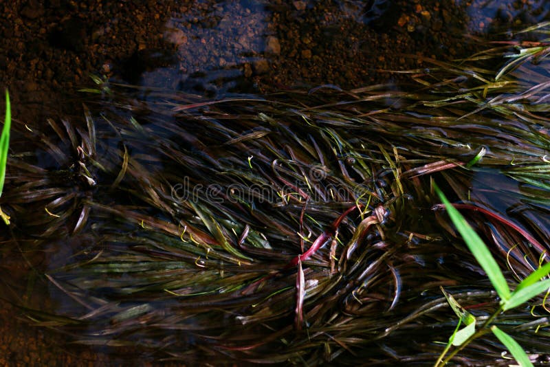 Eelgrass on River Water. Red and Green Eelgrass Stock Image - Image of ...