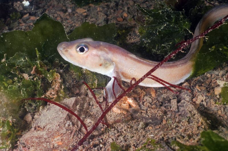 Eelpout image stock. Image du course, pacifique, pègre - 16998275