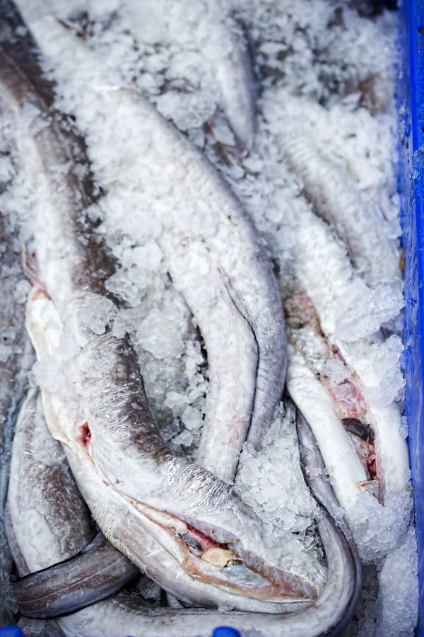 Eels in Container on Fish Market Stock Photo - Image of european, catch ...