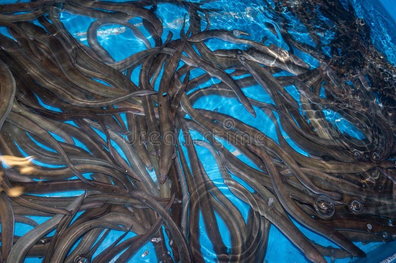 Eels Swimming Pool Fish Farm Stock Photos - Free & Royalty-Free Stock ...