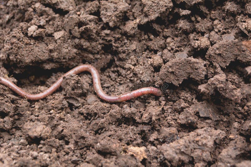 Aardworm stock foto. Image of worm, bruin, sluit, organisch - 9186264