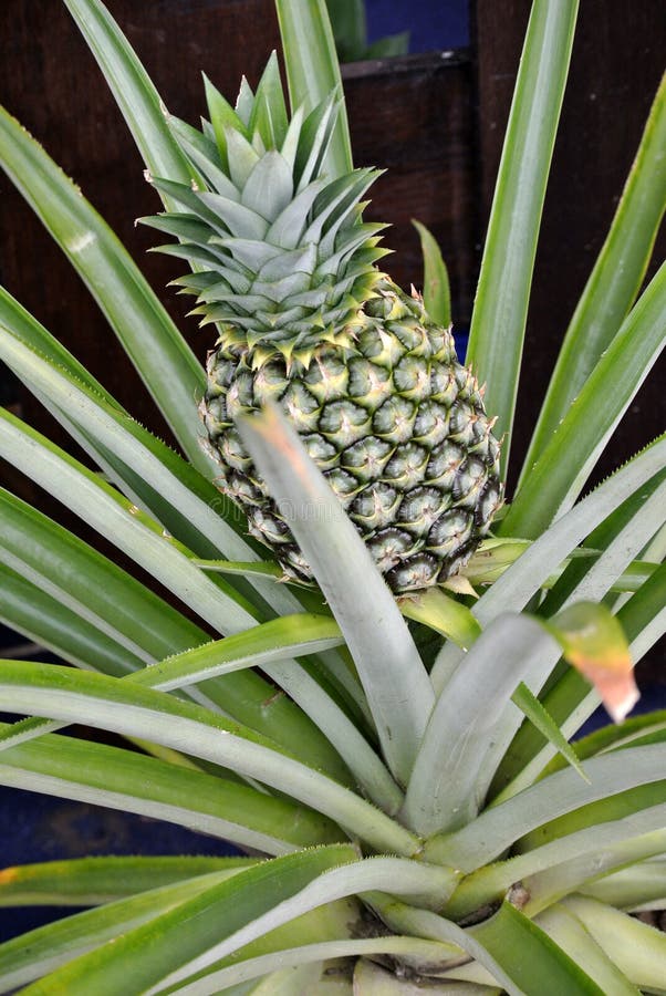 De Boom Van De Ananas in Het Landbouwbedrijf Stock Afbeelding - Image ...