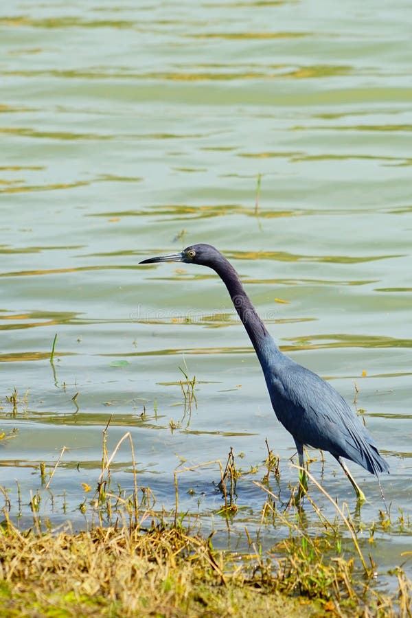 Een Anhinga jaagt stock afbeelding. Image of voet, baby - 87801421
