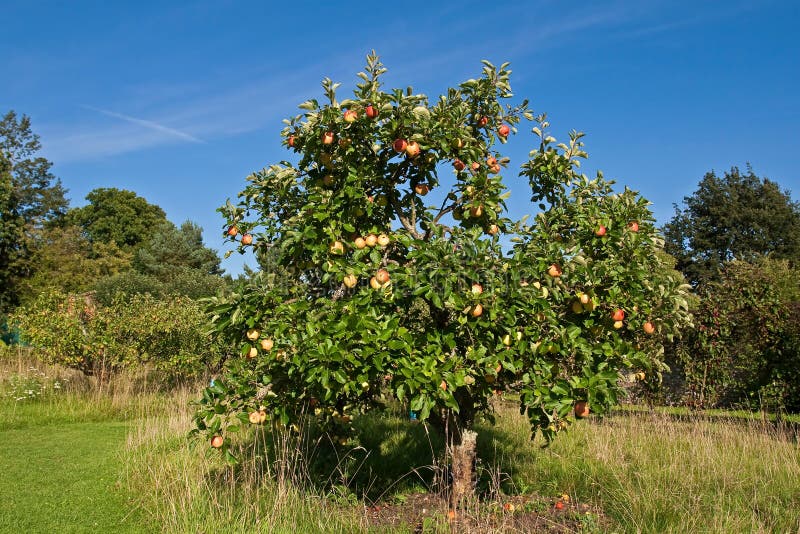 Een appelboom stock foto. Image of zomer, vitamine, nave - 10565698