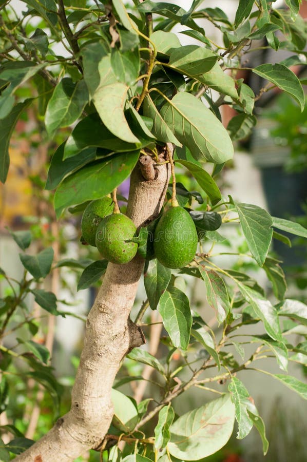 Een avocadoboom stock foto. Image of boom, gesloten, voedsel - 33013194