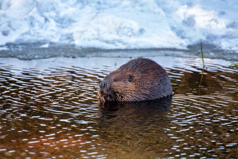 Een Bever Die Op Een Takje Knaagt in Het Water Stock Foto - Image of ...