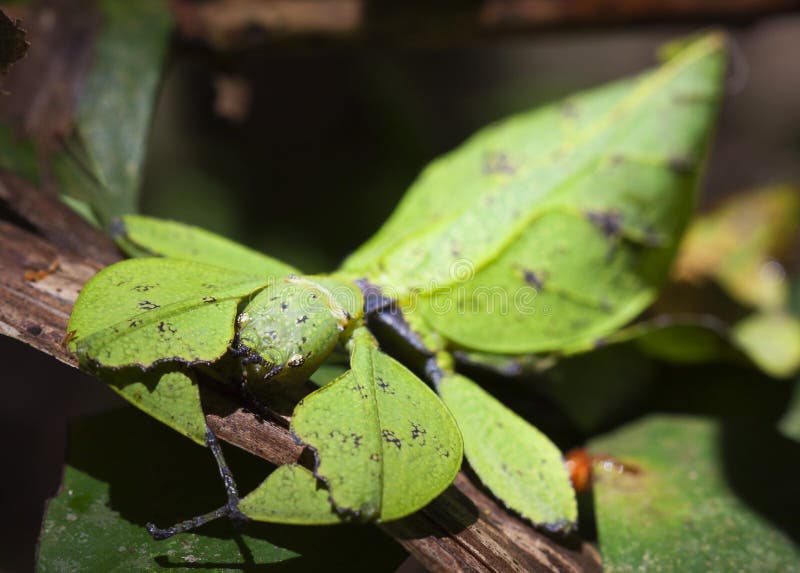 Een Blad-insect, Phylliidae Stock Foto - Image of fauna, camouflage ...