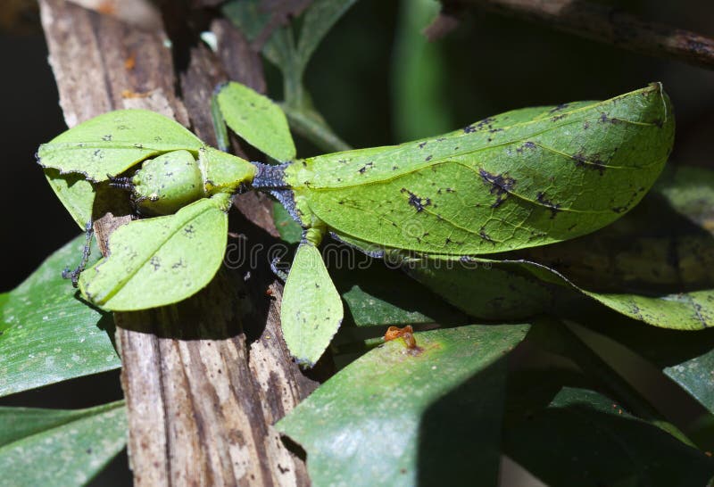 Een Blad-insect, Phylliidae Stock Afbeelding - Image of tuin, boom ...