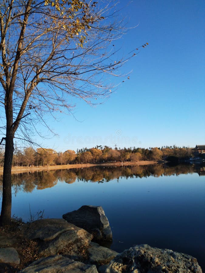 Een boom in een meer stock afbeelding. Image of meer - 104153761