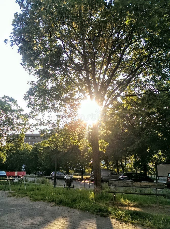 Een boom met de zon stock afbeelding. Image of achtergrond - 72030311