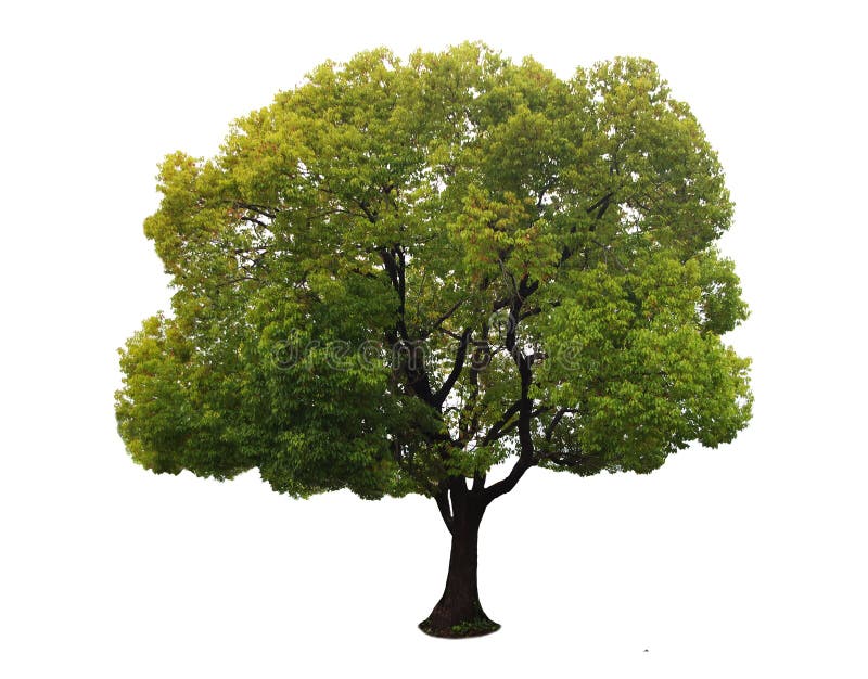 Een Boom Met Een Witte Achtergrond No14 Stock Foto - Afbeelding ...