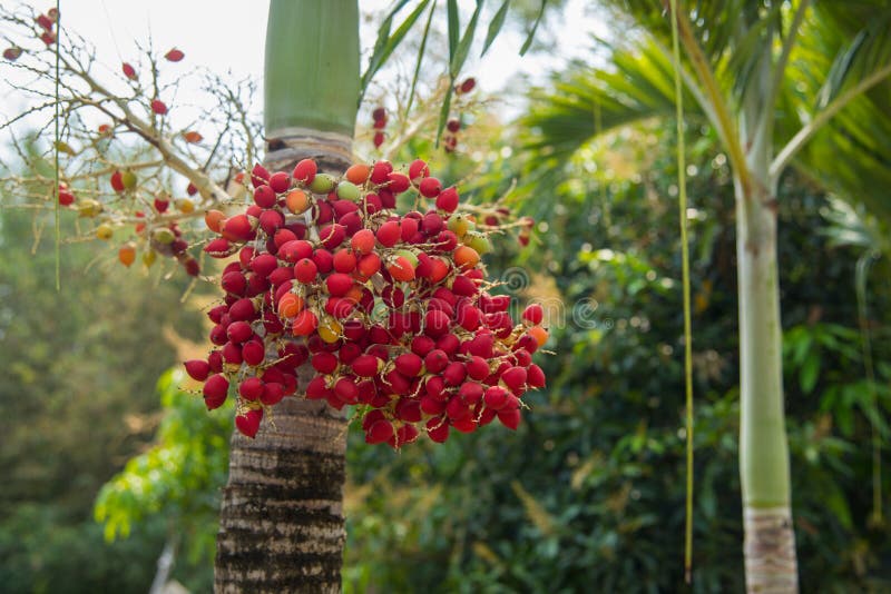 Bos Van Areca Catechuvruchten Stock Foto - Image of nave, groep: 37745614