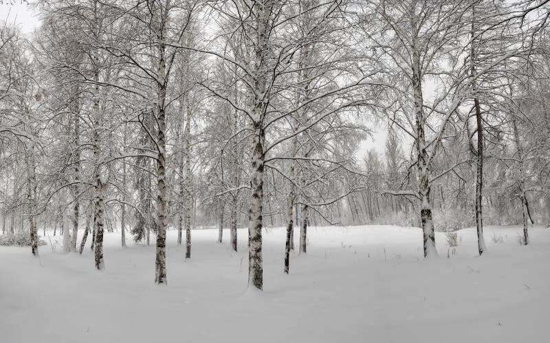 Berken En Snow-covered Takken Van Esdoornbomen Stock Foto - Image of bevroren, sneeuw: 115493464