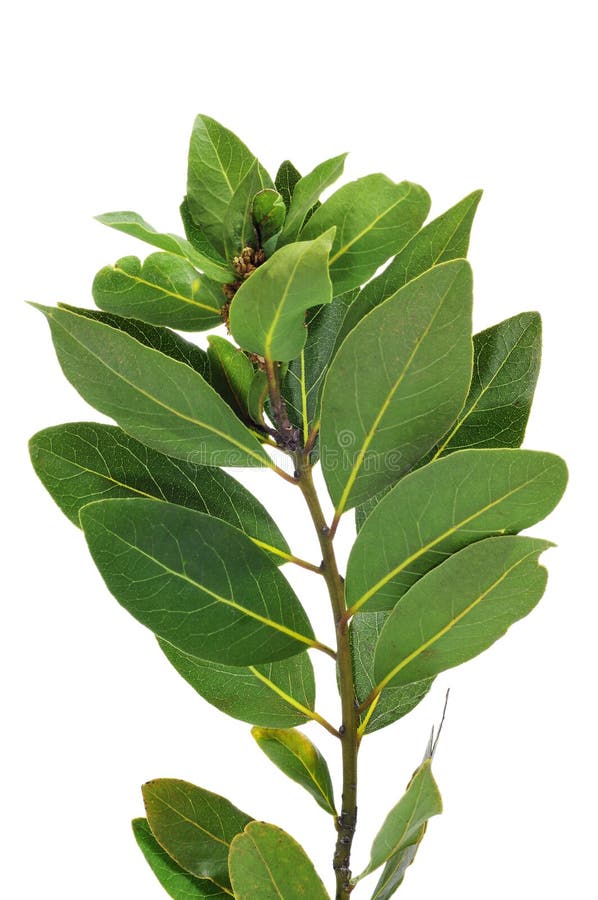 Laurier stock foto. Image of kruiden, kookkunst, voedsel - 30050216
