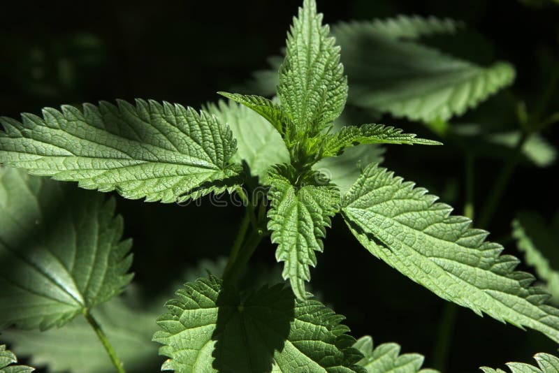 Een Bos Van Netel in Het Bos Stock Foto - Image of groep, irritatie ...