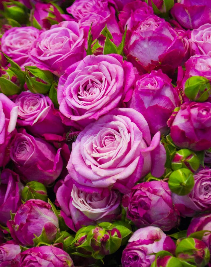 Bos Van Rozen Picture. Image: 511614