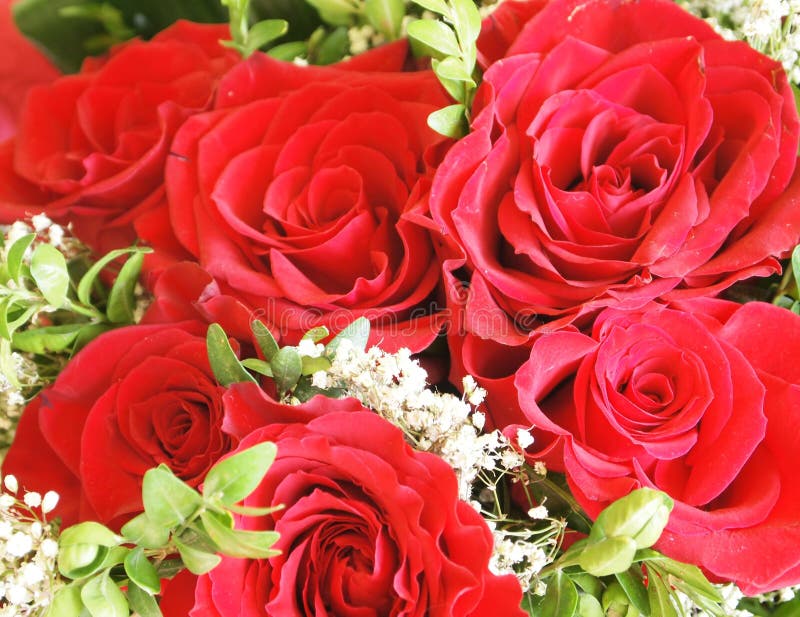 Bos van rode rozen stock afbeelding. Image of bloemist - 47627997
