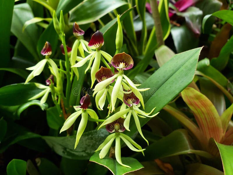 Zeldzame Orchidee Costa Rica Stock Foto - Image of kleurrijk, orchidee ...