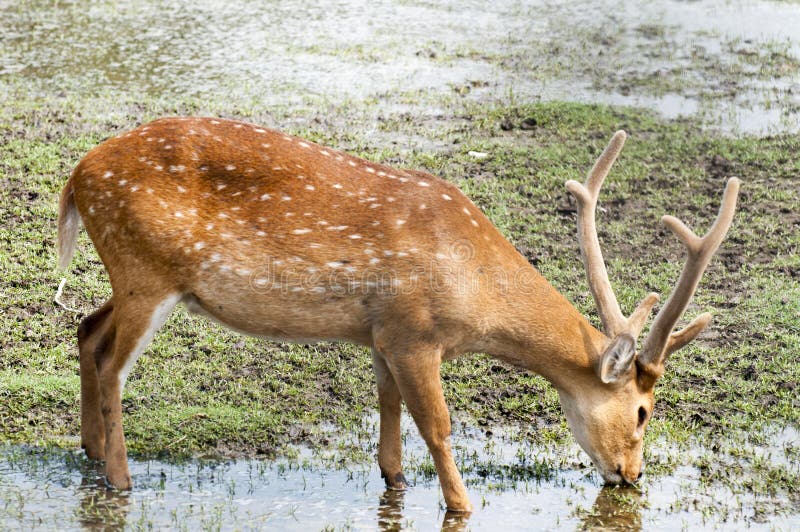 Een hert is drinkwater stock foto. Image of groen, afrika - 116544184