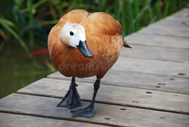 Rode Eend, Waardevolle Vijver Met Zwarte Hals Stock Foto - Image of ...