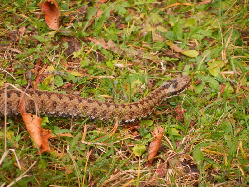 Een Bruine Slang Kruipt Bij Het Gras Stock Afbeelding - Afbeelding ...