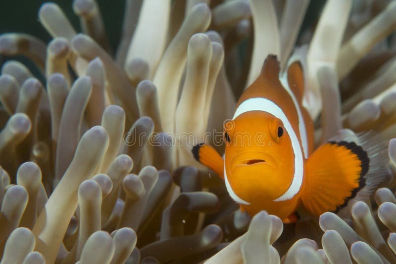 Een Clownvis Die U Bekijken Stock Foto - Image of ontruim, strand: 32221254