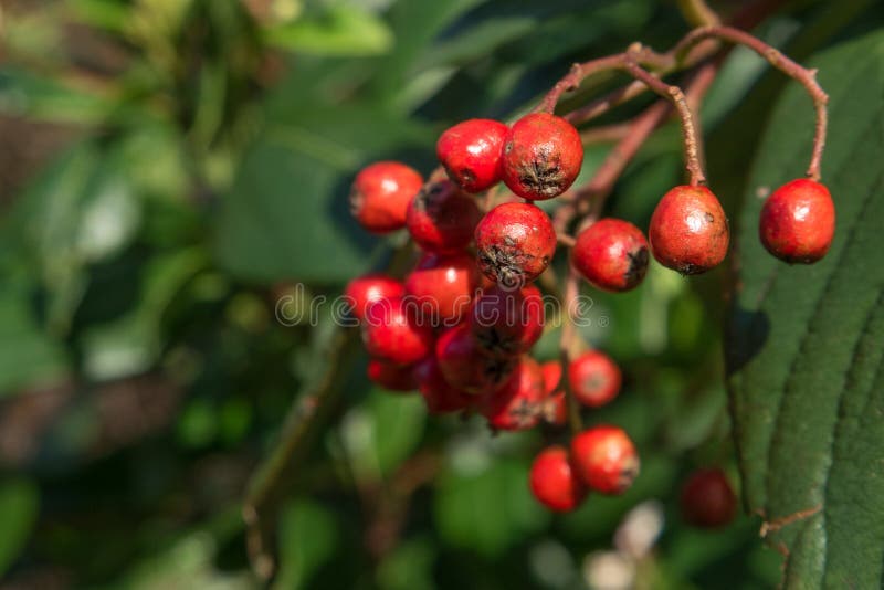 Een Cluster Van Giftige Rode Bessen Op Een Struik in De Herfst Stock ...