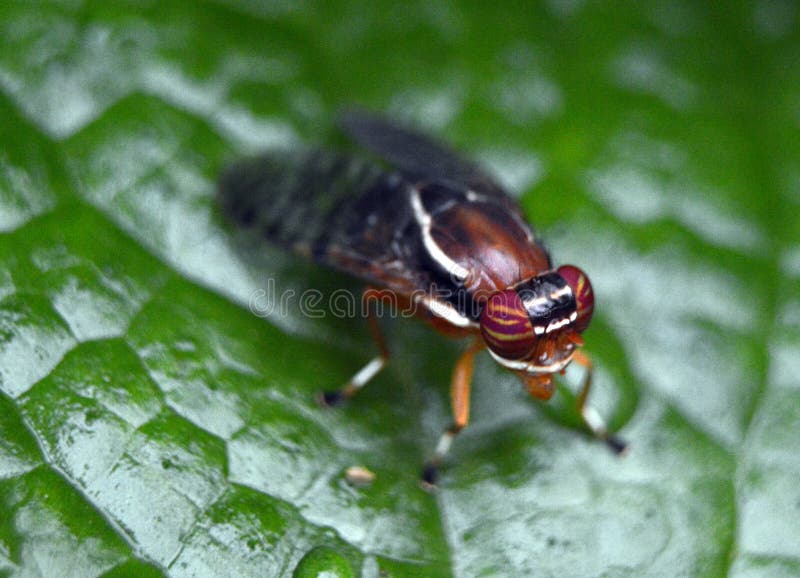 Daas stock foto. Afbeelding bestaande uit close, insect - 14917606