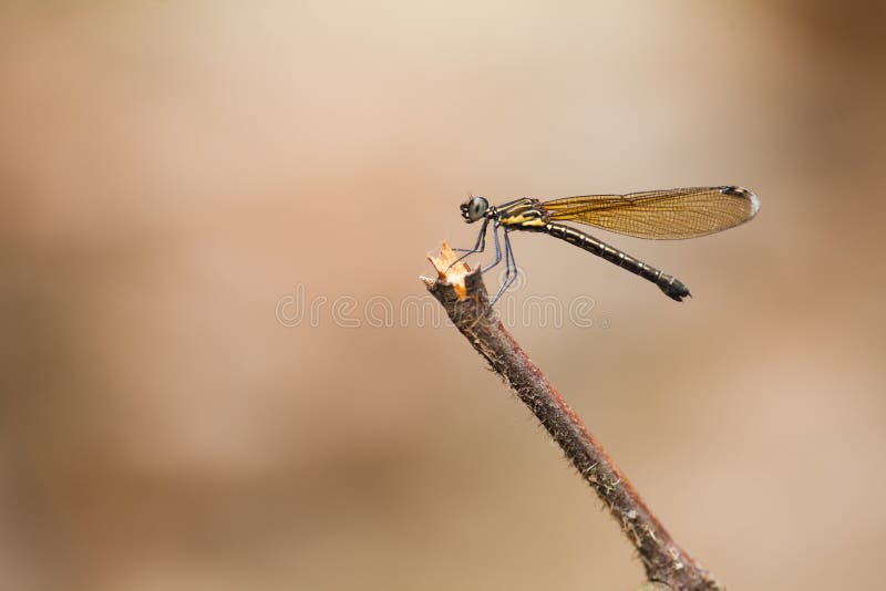 Een libel op een stam stock foto. Image of libellen - 153805606