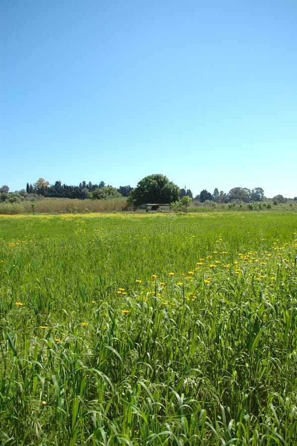 Een de lentedag stock foto. Image of blauw, bloem, groen - 661536
