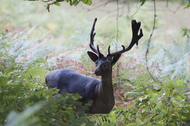 Familie Van Herten Op Een Rij Van Klein Tot Lang Stock Foto - Image of ...