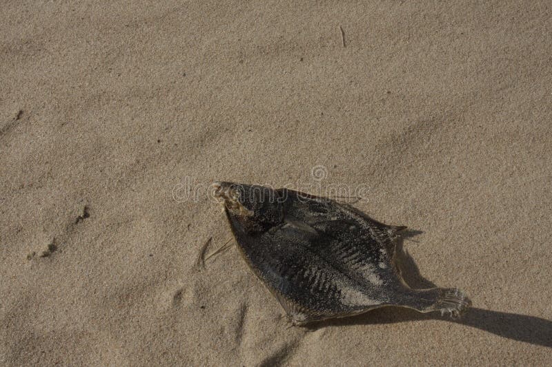Een dode vis op zand stock afbeelding. Image of spanning - 30910653