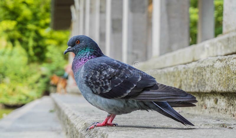 Een duif stock foto. Image of achtergrond, alleen, trap - 96517166