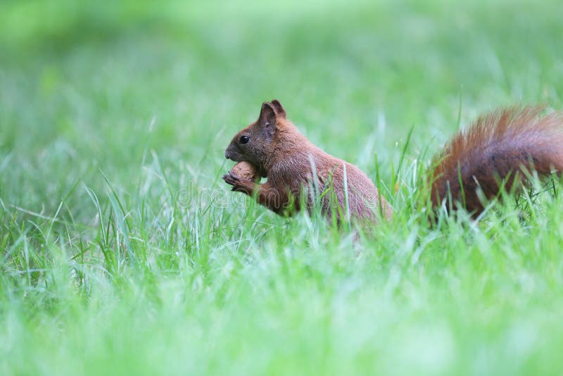 Een Eekhoorn, Een Leuk Dier Van Het Park Stock Foto - Image of zoogdier ...