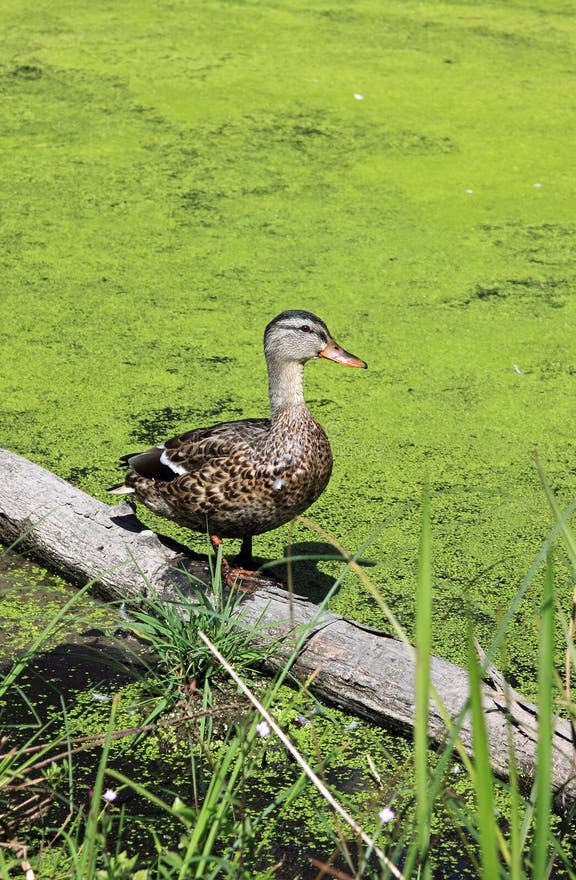 Een Eend in Een Groen Moeras Stock Afbeelding - Image of wild, eend ...