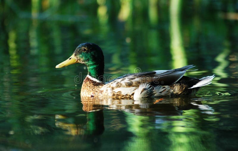 Een eend in het groen stock foto. Image of kijk, eend - 3096396