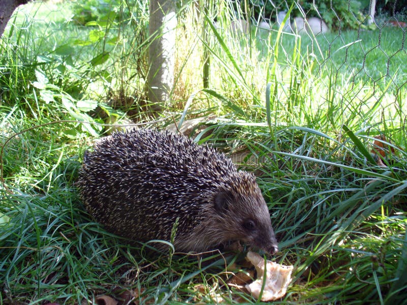 Een egel in de tuin stock foto. Afbeelding bestaande uit dier - 77610154