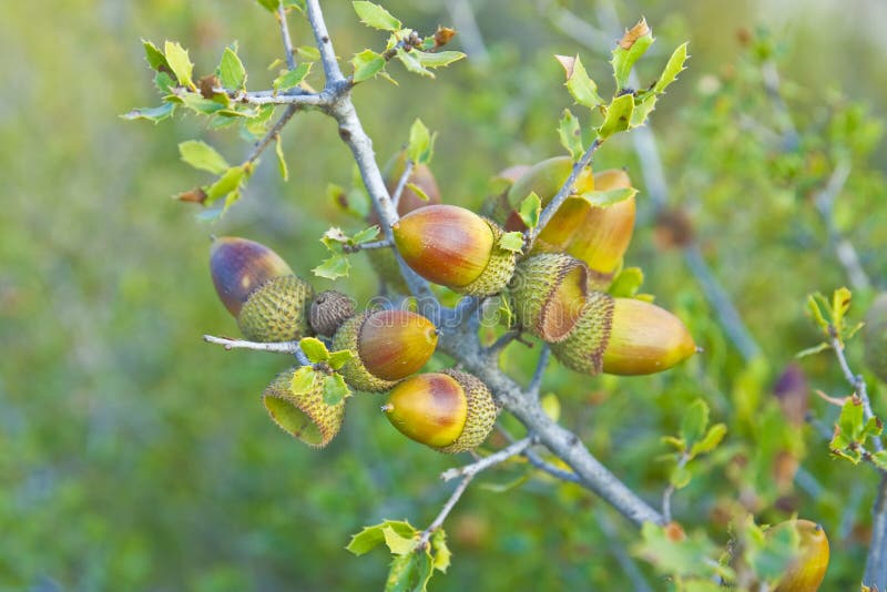 Een eiken eikel stock afbeelding. Image of eikel, niemand - 22595557