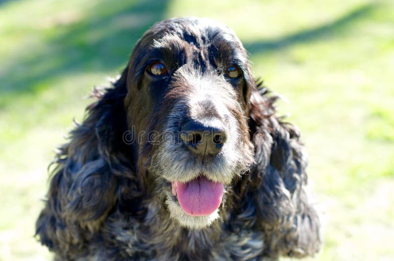 Een Engelse Cocker-spaniël stock afbeelding. Image of achtergrond ...