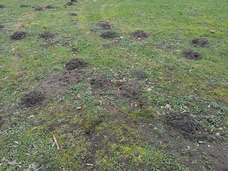 Gaten Van Mollen En Muizen In Een Nederlandse Dijk Stock Foto ...