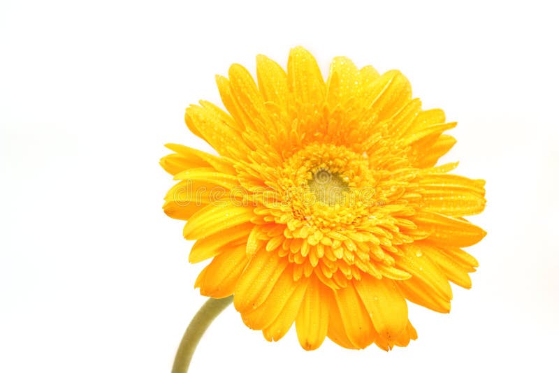 Gele Anjer stock foto. Image of seizoengebonden, bloem - 685664