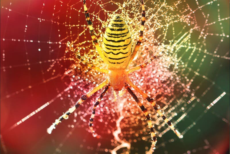 Een Gele Spin Op Het Web in De Dalingen Stock Foto - Image of helder ...