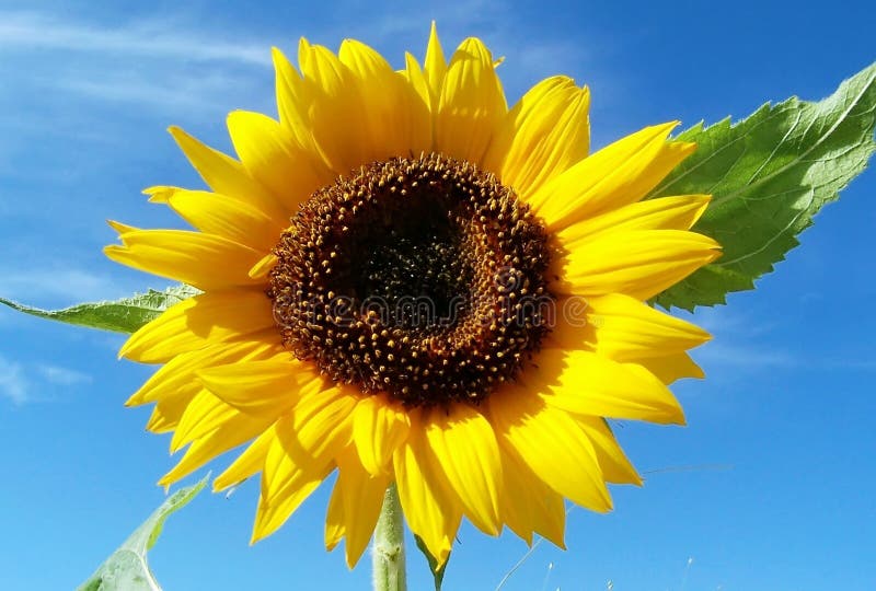 Een gele zon stock afbeelding. Image of zonnebloem, bloem - 287793