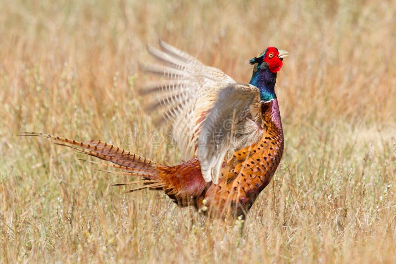 Een Gemeenschappelijke Fazant Stock Foto - Image of fauna, dier: 24759428