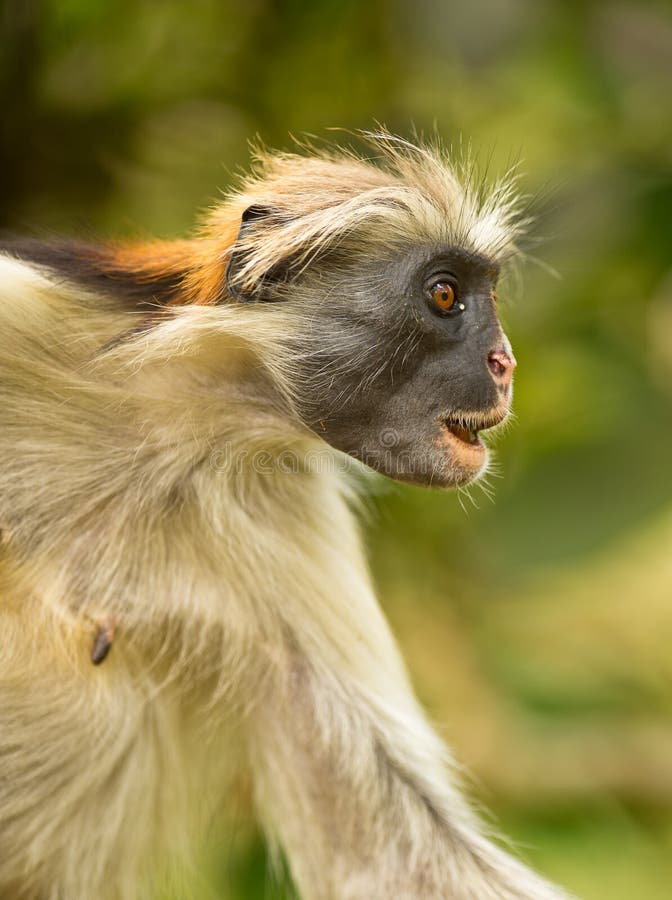 Een Geschokte Rode Aap Colobus Van Zanzibar Stock Afbeelding - Image of ...