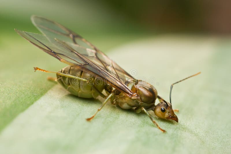 Mierenkoningin Op Geelgroene Achtergrond Stock Foto - Image of koningin ...