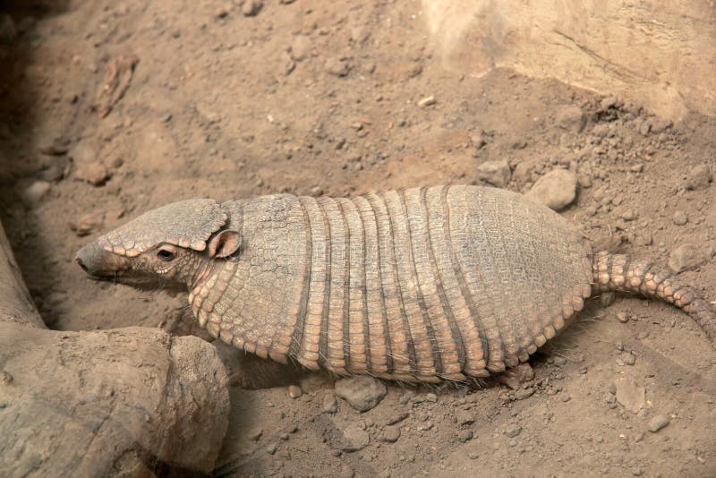 Een Gordeldier Bij De Dierentuin Stock Afbeelding - Image of baby, leer ...